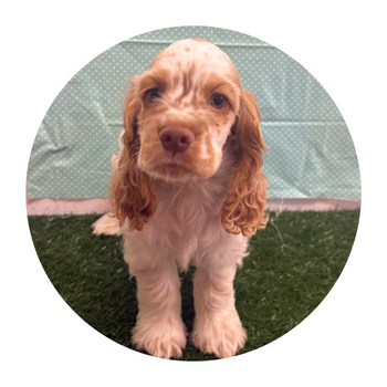 Available Puppies - Glendale, AZ - El Mirage, AZ - Mesa, AZ - Pratt's Pets