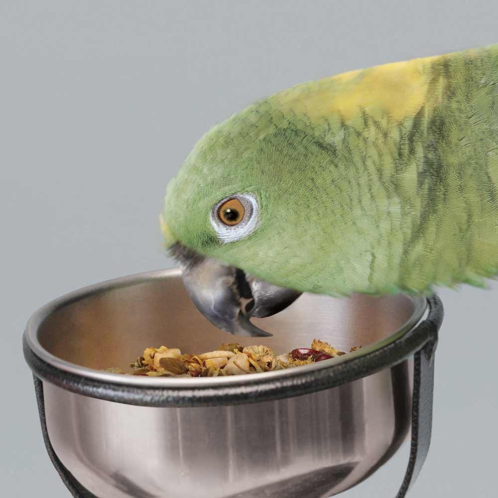 Kaytee Food from the Wild Natural Snack Large Pet Bird - Glendale, AZ ...